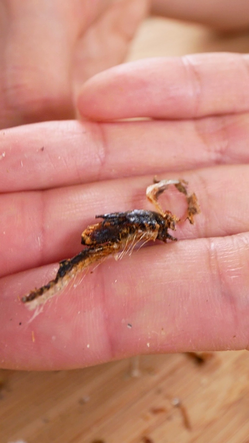 Homemade Anchovy Powder Recipe - 멸치가루 (Myulchi Garu) - Jecca Chantilly